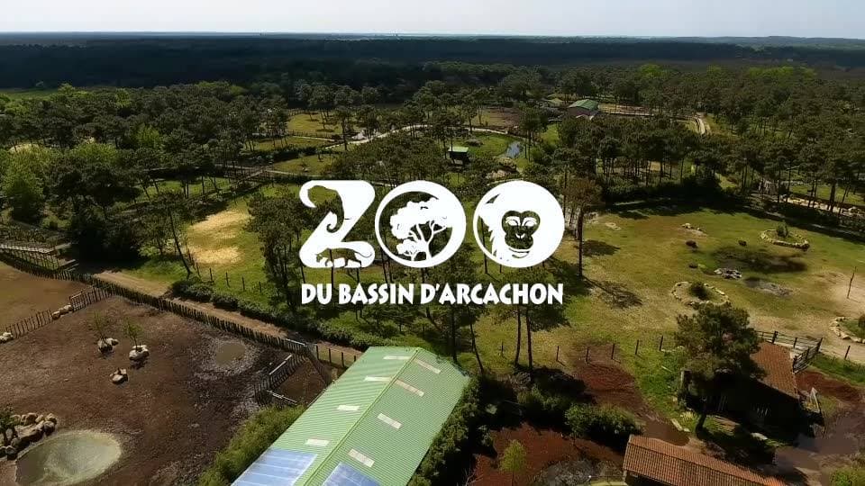 Les gorilles bientôt au Zoo du Bassin d'Arcachon - Vivre le Bassin