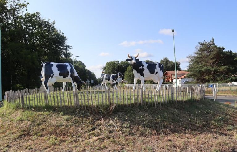 Biganos : le retour des vaches au quartier Vigneau ! - Vivre le Bassin